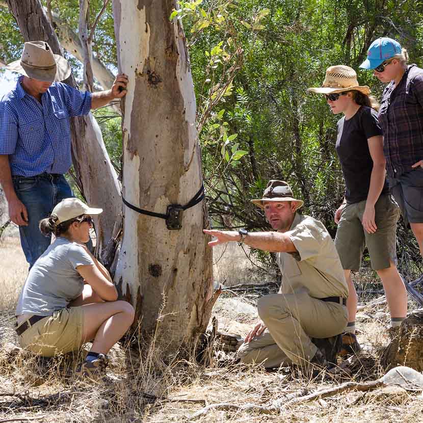 Arkaba Conservation Activities - Luxurylodgesofaustralia.com.au