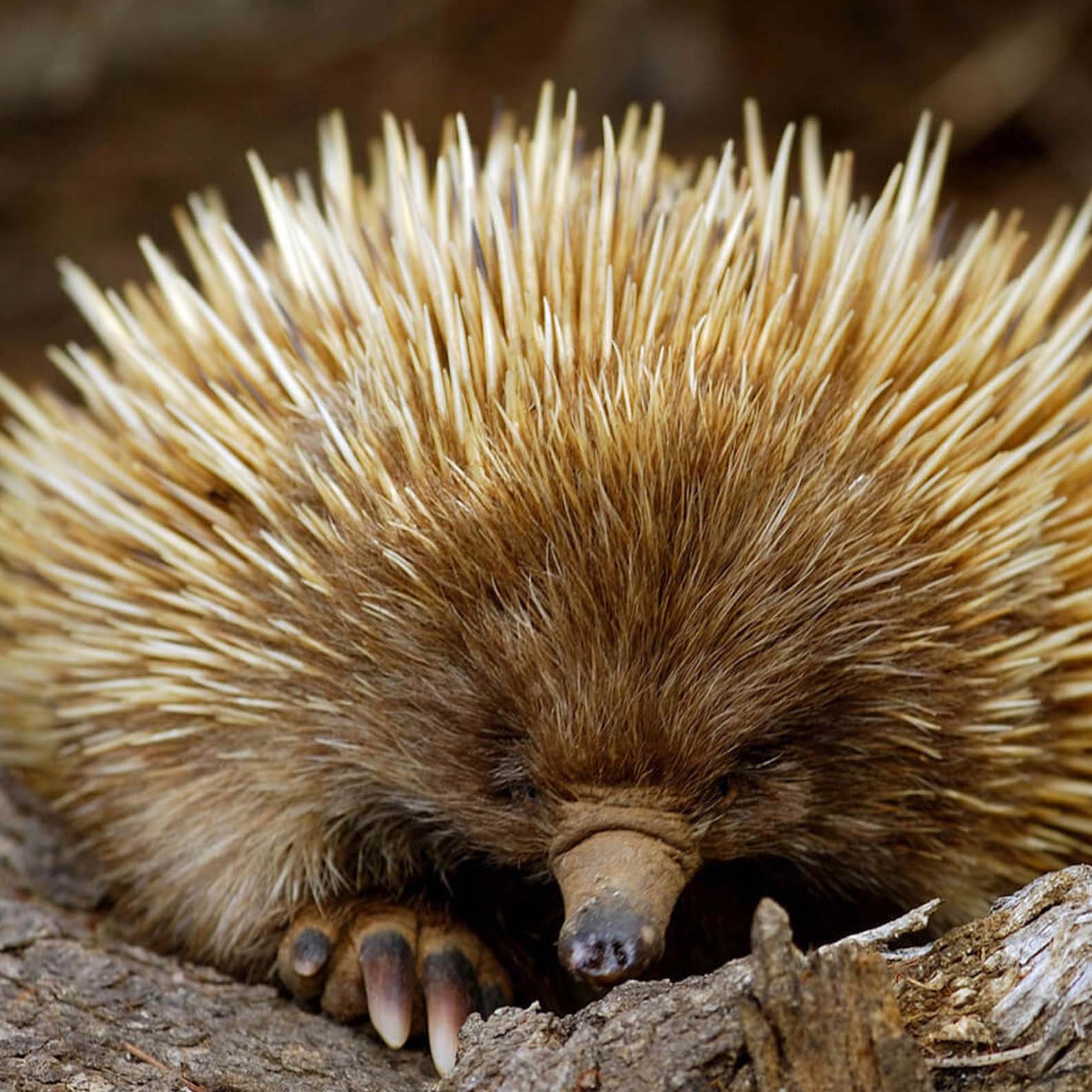 Arkaba destination - Luxurylodgesofaustralia.com.au