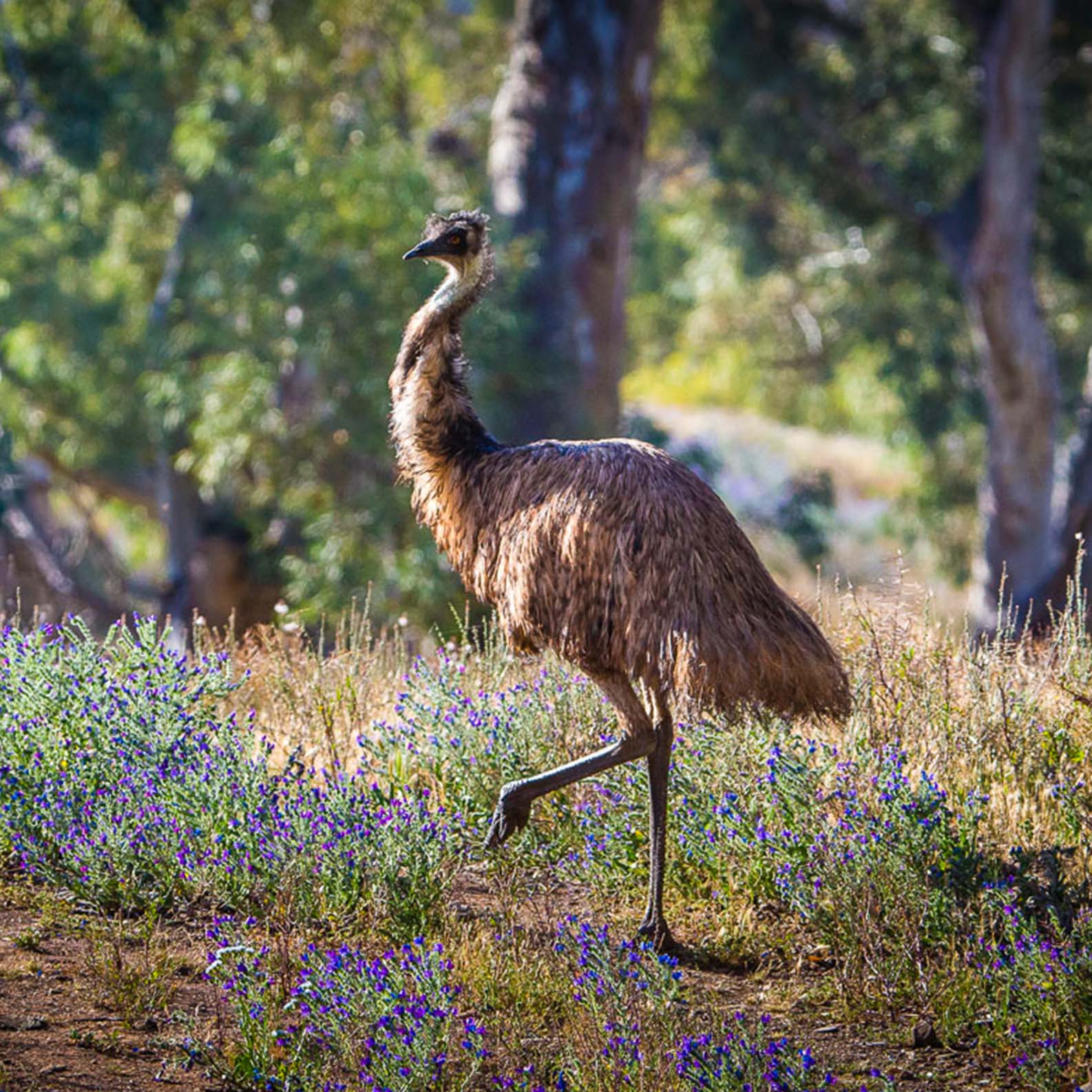 Arkaba destination - Luxurylodgesofaustralia.com.au