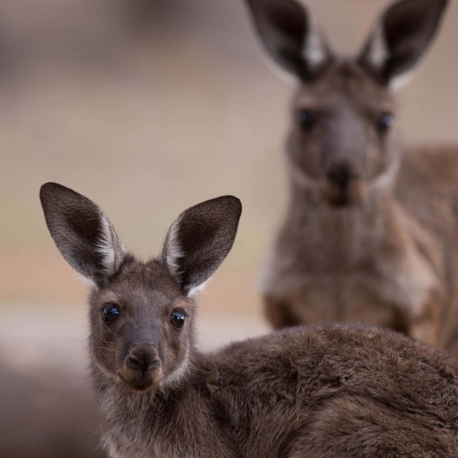 Arkaba destination - Luxurylodgesofaustralia.com.au