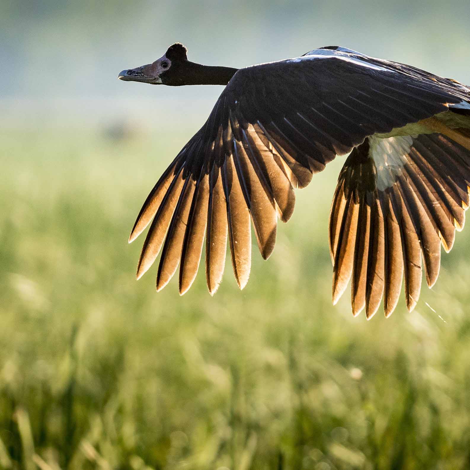 Bamurru Plains destination - Luxurylodgesofaustralia.com.au