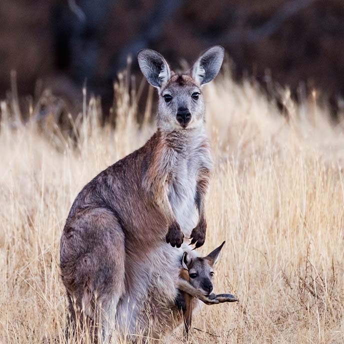 Arkaba - Luxurylodgesofaustralia.com.au