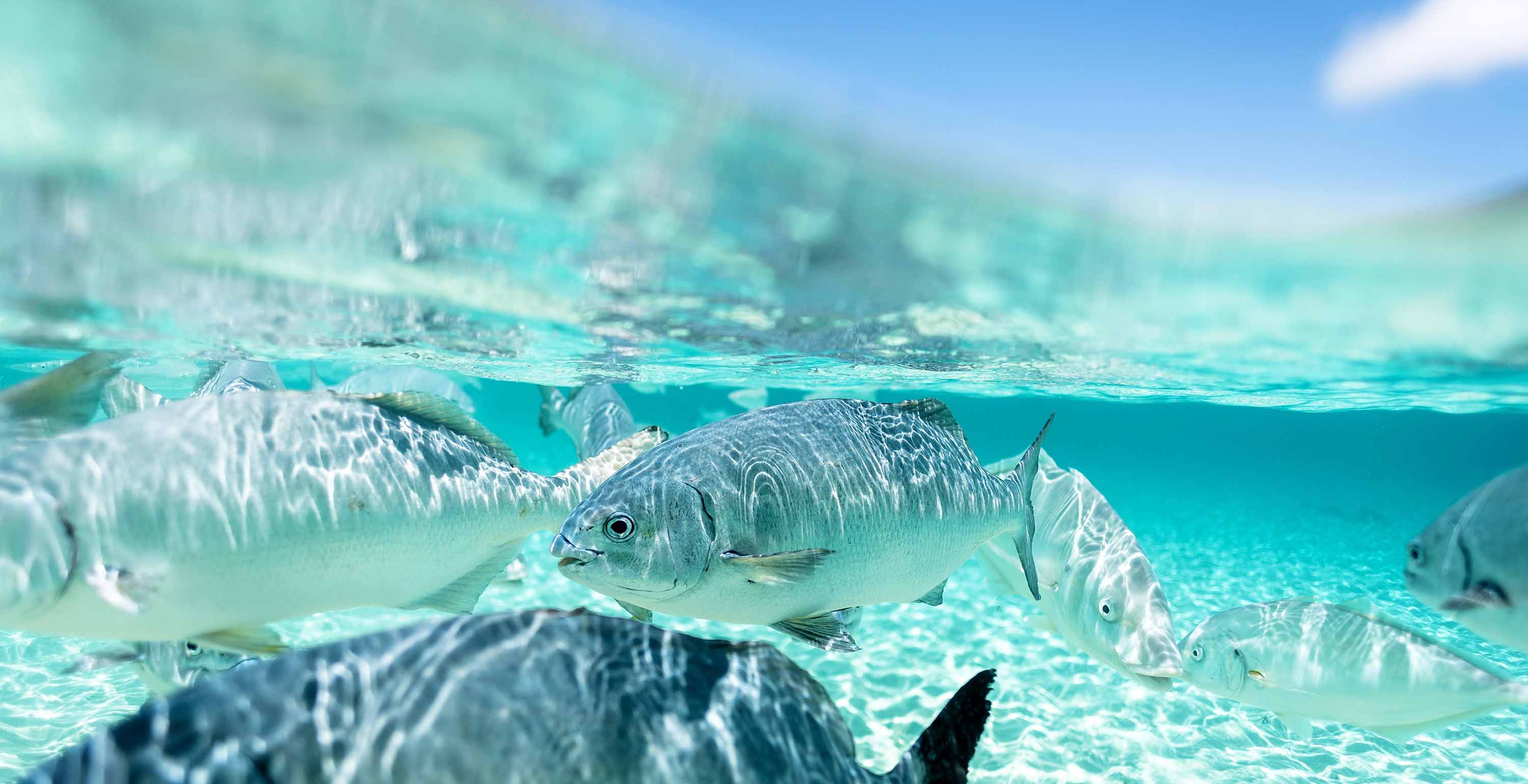 Fish Feeding At Ned’s Beach - Luxurylodgesofaustralia.com.au