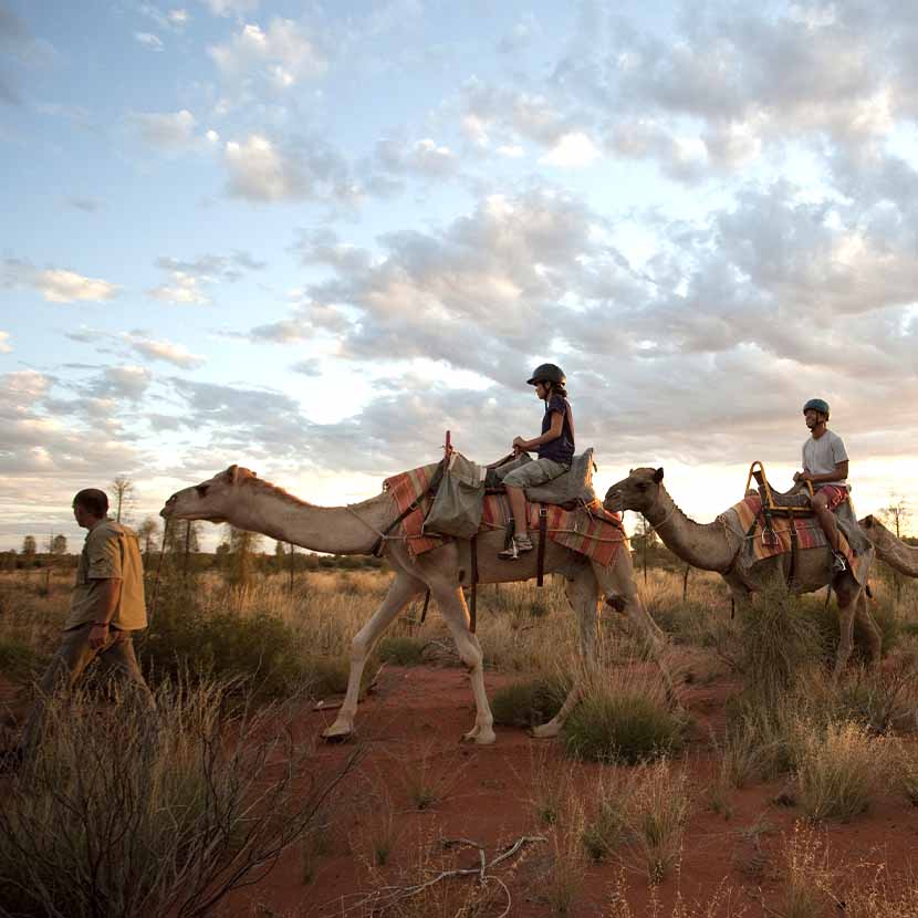 Uluru Camel Tours - Luxurylodgesofaustralia.com.au