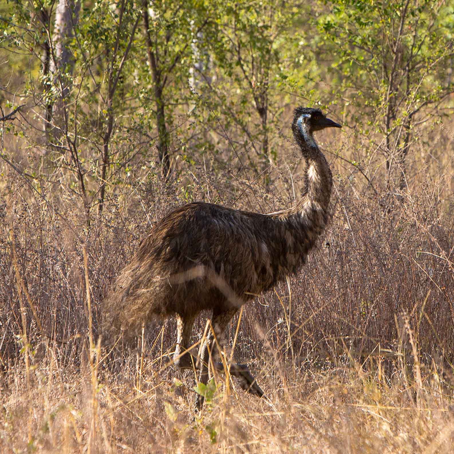 Bullo River Station people & purpose - Luxurylodgesofaustralia.com.au