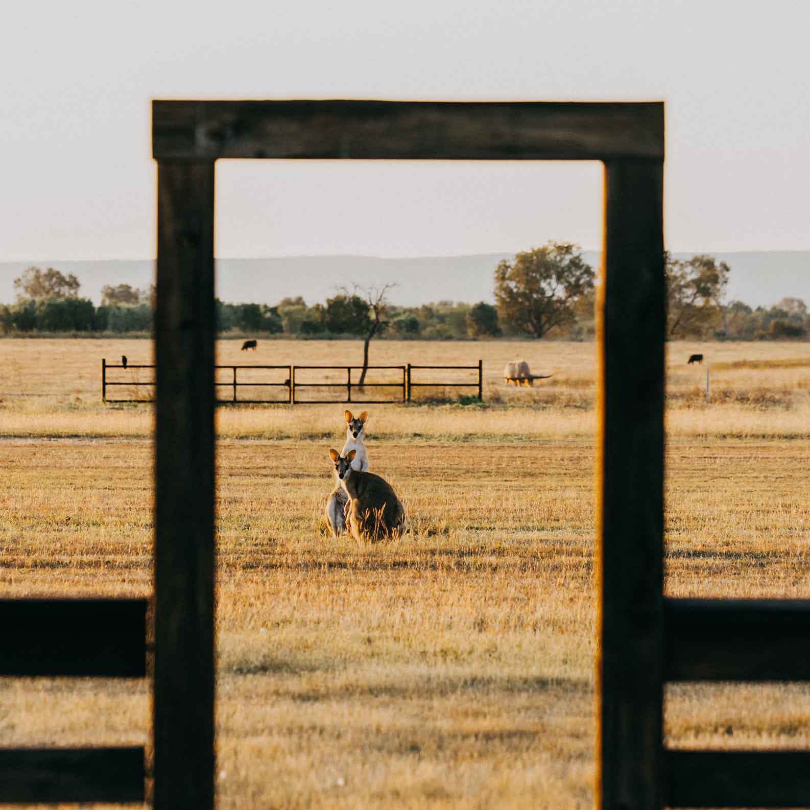 Bullo River Station people & purpose - Luxurylodgesofaustralia.com.au