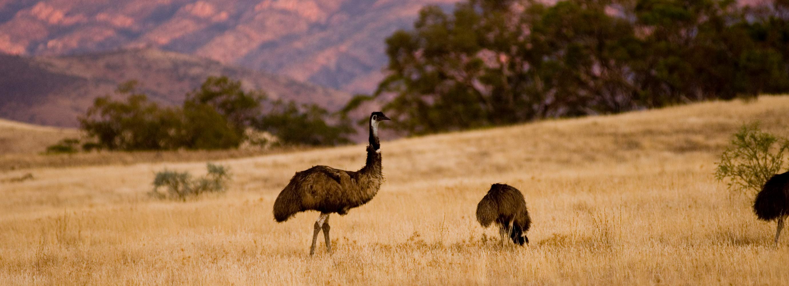 On Safari In The Extraordinary Arkaba Conservancy ...