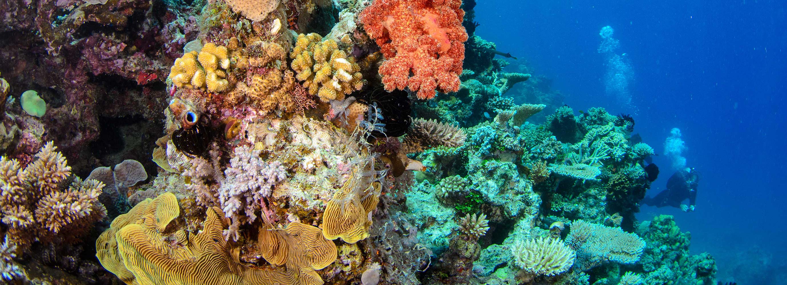 Great Barrier Reef Report - Luxurylodgesofaustralia.com.au