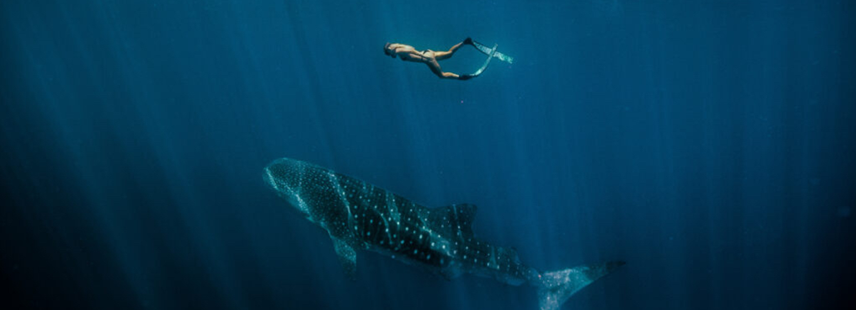 Complimentary Humpback Whale Experience - Luxurylodgesofaustralia.com.au