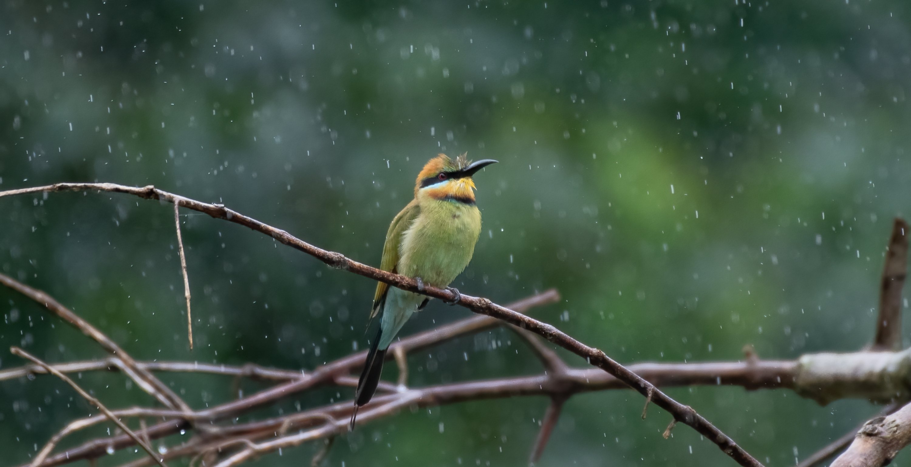 Wild Encounters & Luxury Stays - Luxurylodgesofaustralia.com.au